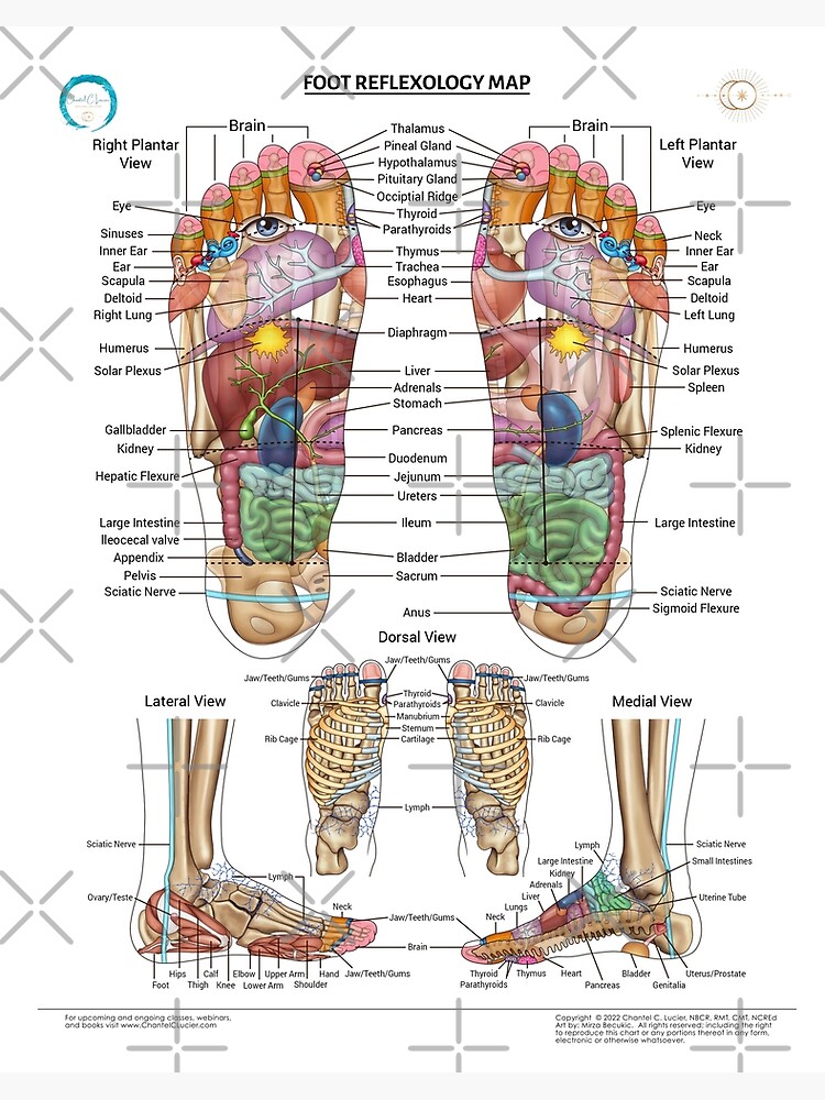 "Foot Reflexology Map" Art Board Print for Sale by ChantelCLucier ...