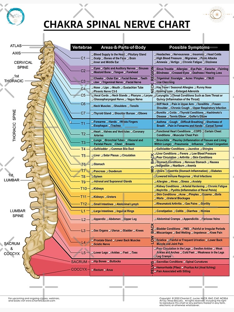 "Chakra Spinal Nerve Chart" Postcard for Sale by ChantelCLucier | Redbubble