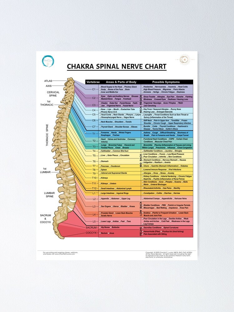 Spinal Nerve Chart