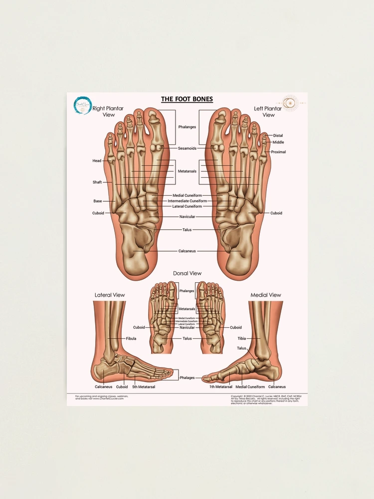 Référence Du Pied Humain