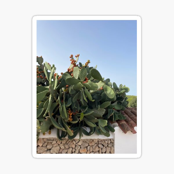 "Prickly pears " Sticker by ArtbyCCG | Redbubble