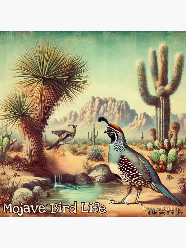 "Quail At The Watering Hole" Sticker for Sale by MojaveBirdLife | Redbubble