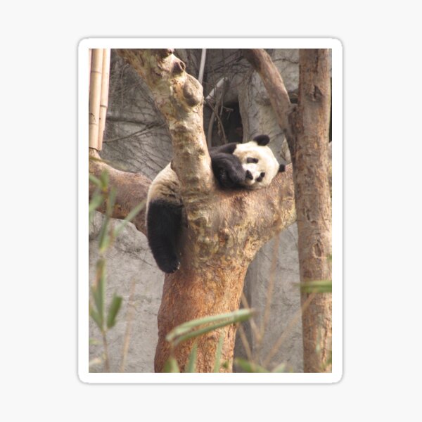 "Panda in China" Sticker by JadeHylton | Redbubble