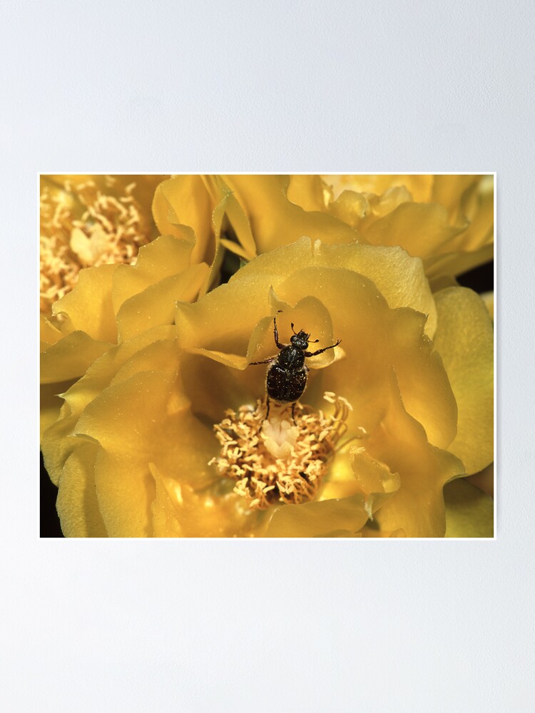"Beetle Dance" Poster by WorldDesign | Redbubble