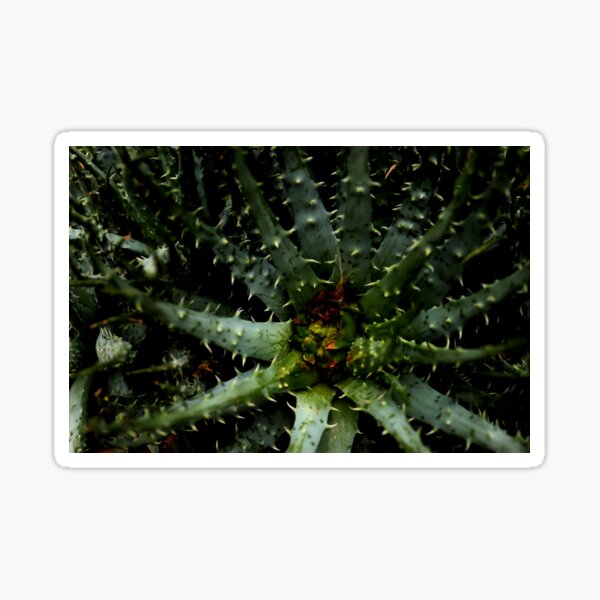 "Spikey Cacti" Sticker for Sale by aubrierodheim | Redbubble