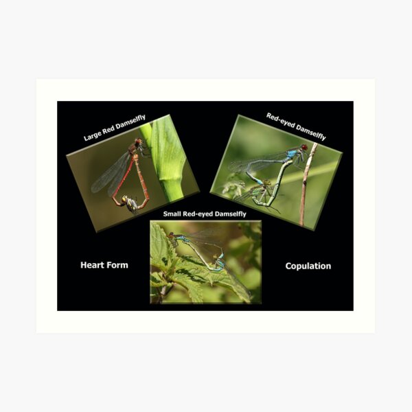 Copulation Art Prints | Redbubble