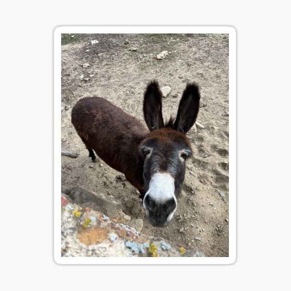 "Donkey" Sticker by ArtbyCCG | Redbubble