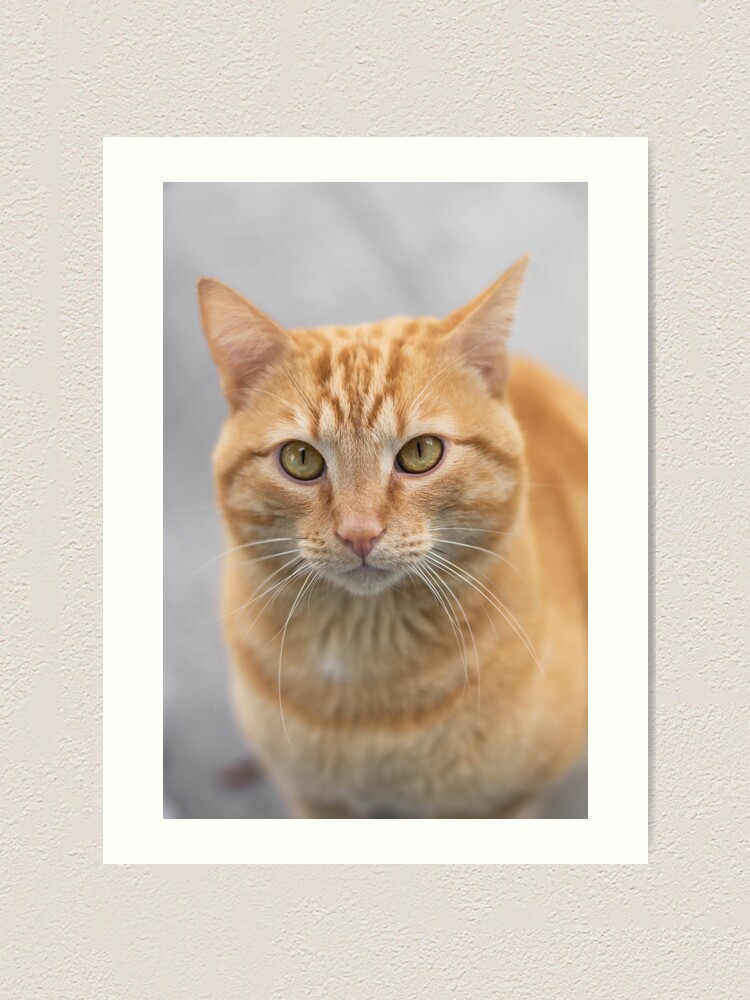 "Ginger Cat" Art Print by diamonddove | Redbubble