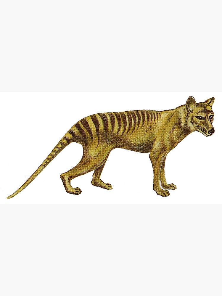 "The Thylacine. The Tasmanian Tiger " Poster for Sale by taspaul ...