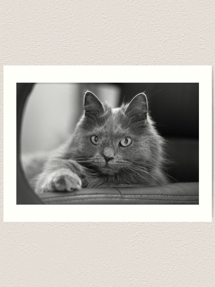 "Grey Cat" Art Print by diamonddove | Redbubble