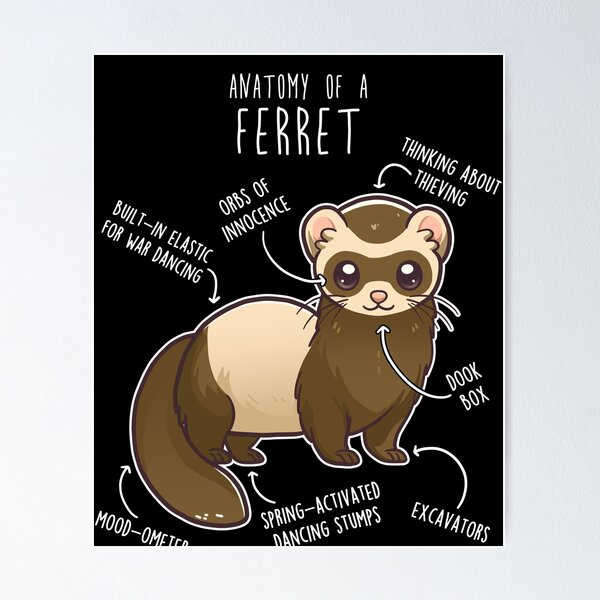 Ferret Anatomy Chart A Visual Reference Of Charts Chart Master