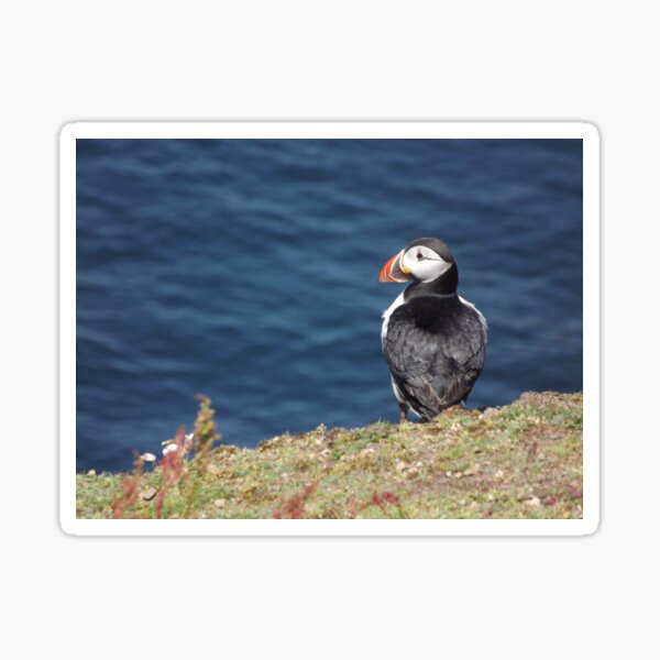 "Puffin" Sticker for Sale by earthprints | Redbubble