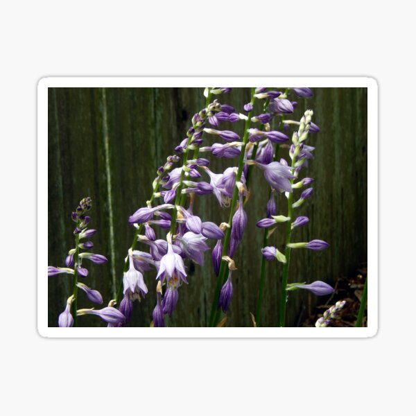 "Hosta Patch" Sticker for Sale by gistinker | Redbubble