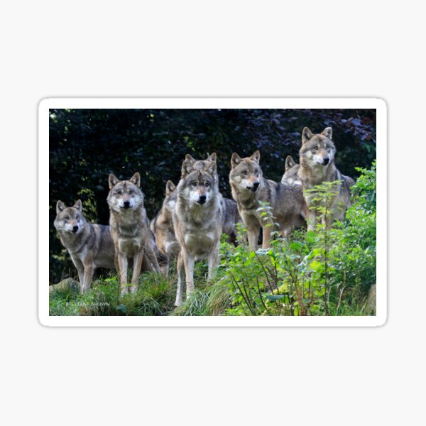 "Wolf Pack" Sticker for Sale by Brittanibrat07 | Redbubble