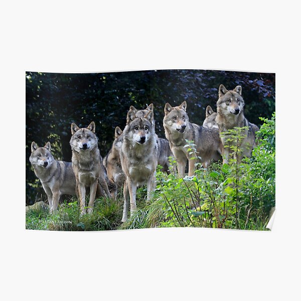 "Wolf Pack" Poster for Sale by Brittanibrat07 | Redbubble