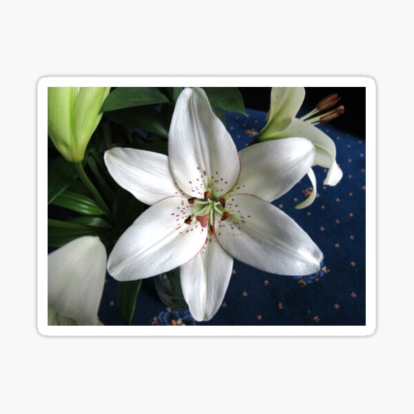 "Pure White Lilies" Sticker by BlueMoonRose | Redbubble