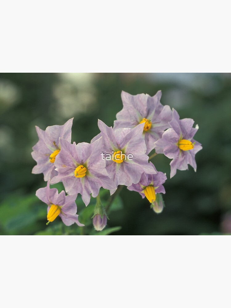 "Potato Flowers Solanum Rantonnetii Royal Robe" Sticker for Sale by ...