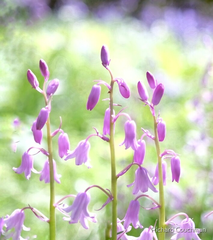 "" Enchanting Bells Of Pink "" by Richard Couchman | Redbubble