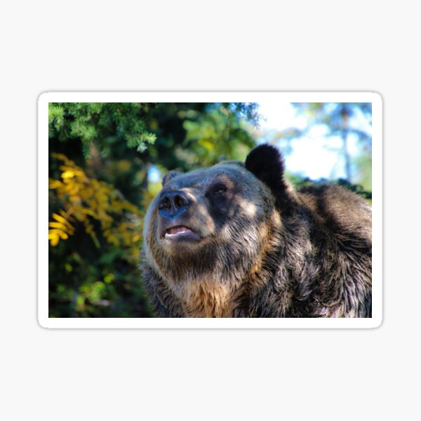 "sunny bear" Sticker for Sale by perggals | Redbubble