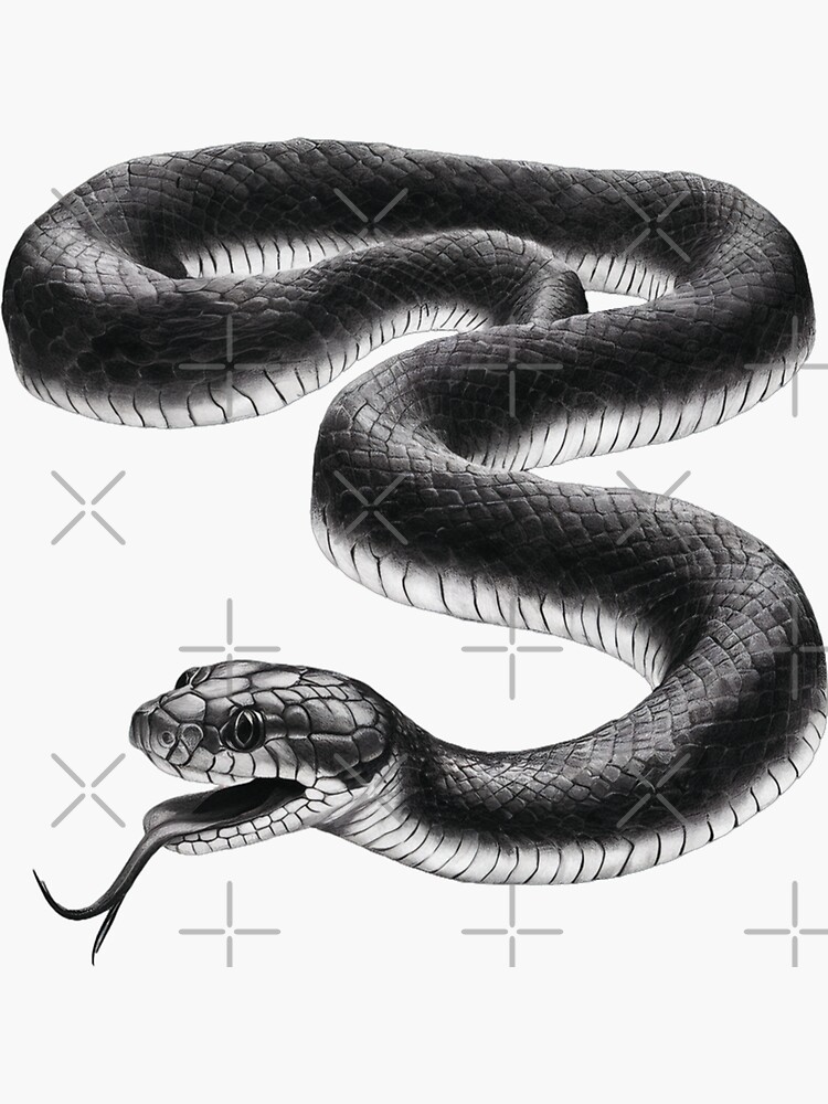 "Boa snake, constrictor, cobra" Sticker for Sale by MagelliShop | Redbubble