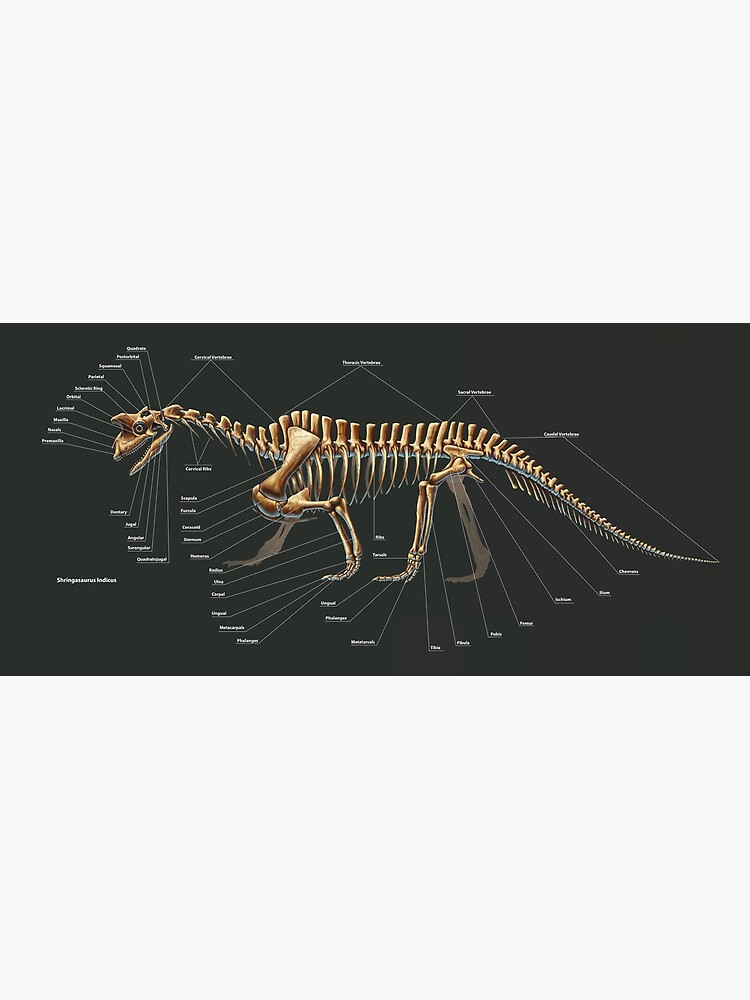 "Shringasaurus Indicus Skeleton Study" Poster by Thedragonofdoom ...