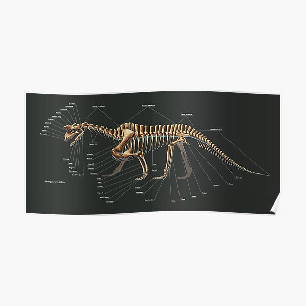 "Shringasaurus Indicus Skeleton Study" Poster by Thedragonofdoom ...
