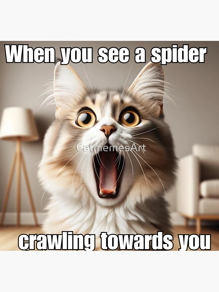 Cat Spider Memes