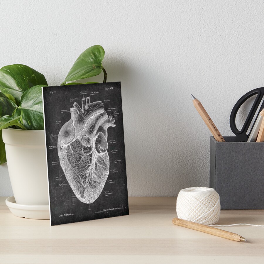 "Heart Anatomy Black & White" Poster by Weird-arts | Redbubble