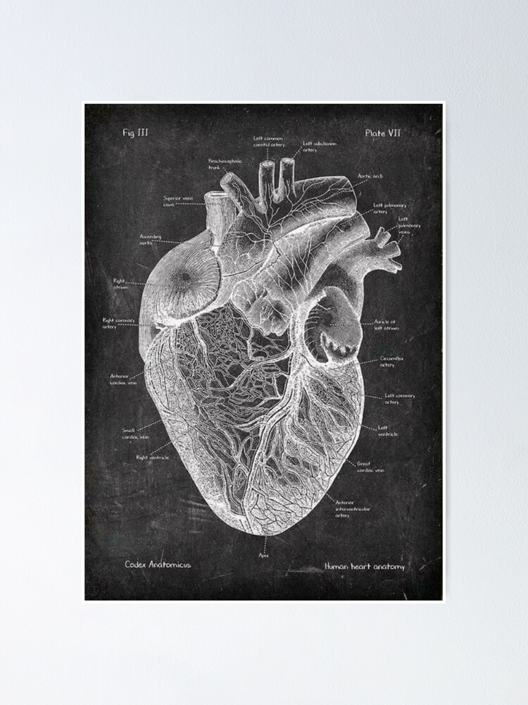 "Heart Anatomy Black & White" Poster by Weird-arts | Redbubble