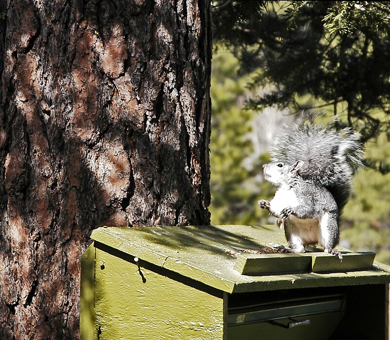 "Jenny Squirrel sings Praise the Lord and Thank you for the peanuts ...