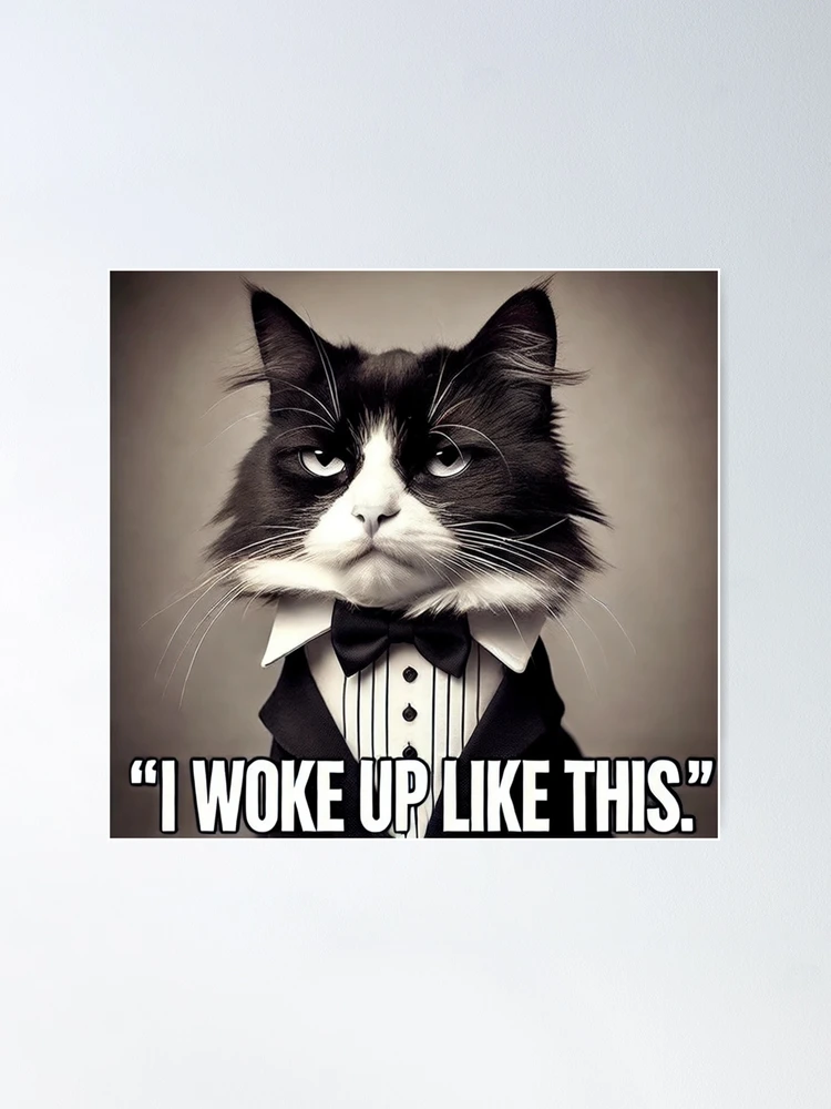 Funny Tuxedo Cat Memes Always Overdressed But Never Stressed About It: