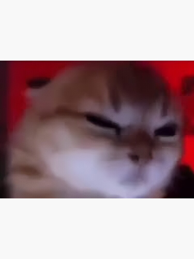 Mad Cat Meme
