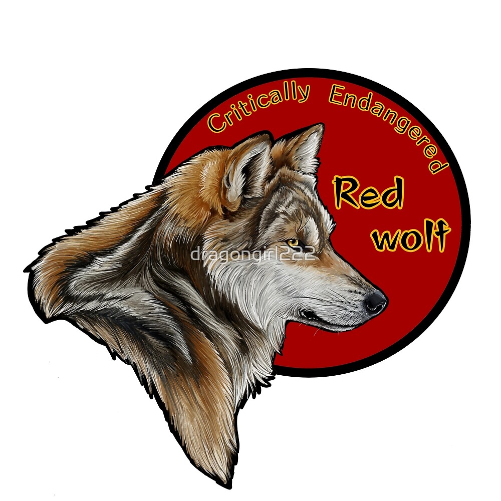 "Critically endangered red wolf (Canis rufus)" by dragongirl222 | Redbubble