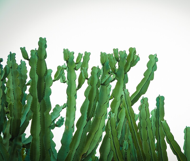 "Italian Cactus" by umeimages | Redbubble