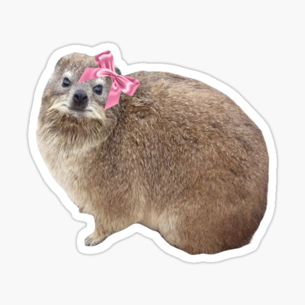 "Coquette rock hyrax " Sticker for Sale by SillyLittleSnek | Redbubble