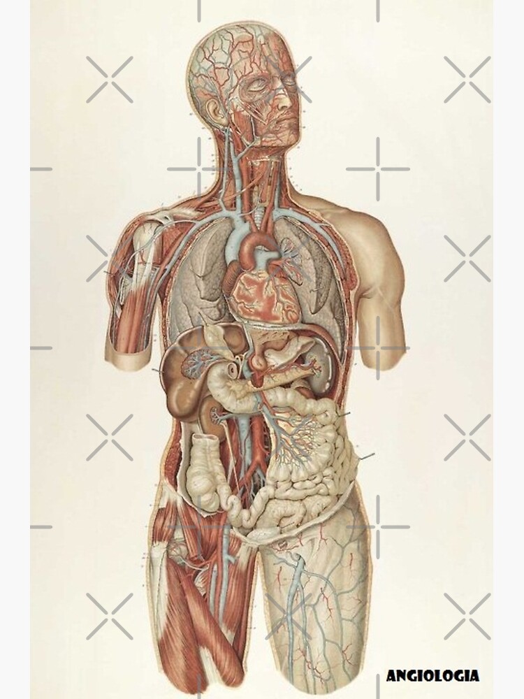 "Angiology Knoweldge System" Poster by Weird-arts | Redbubble