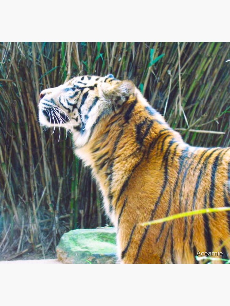 "Majestic Tiger meeting the morning sun" Sticker for Sale by Acearnie ...