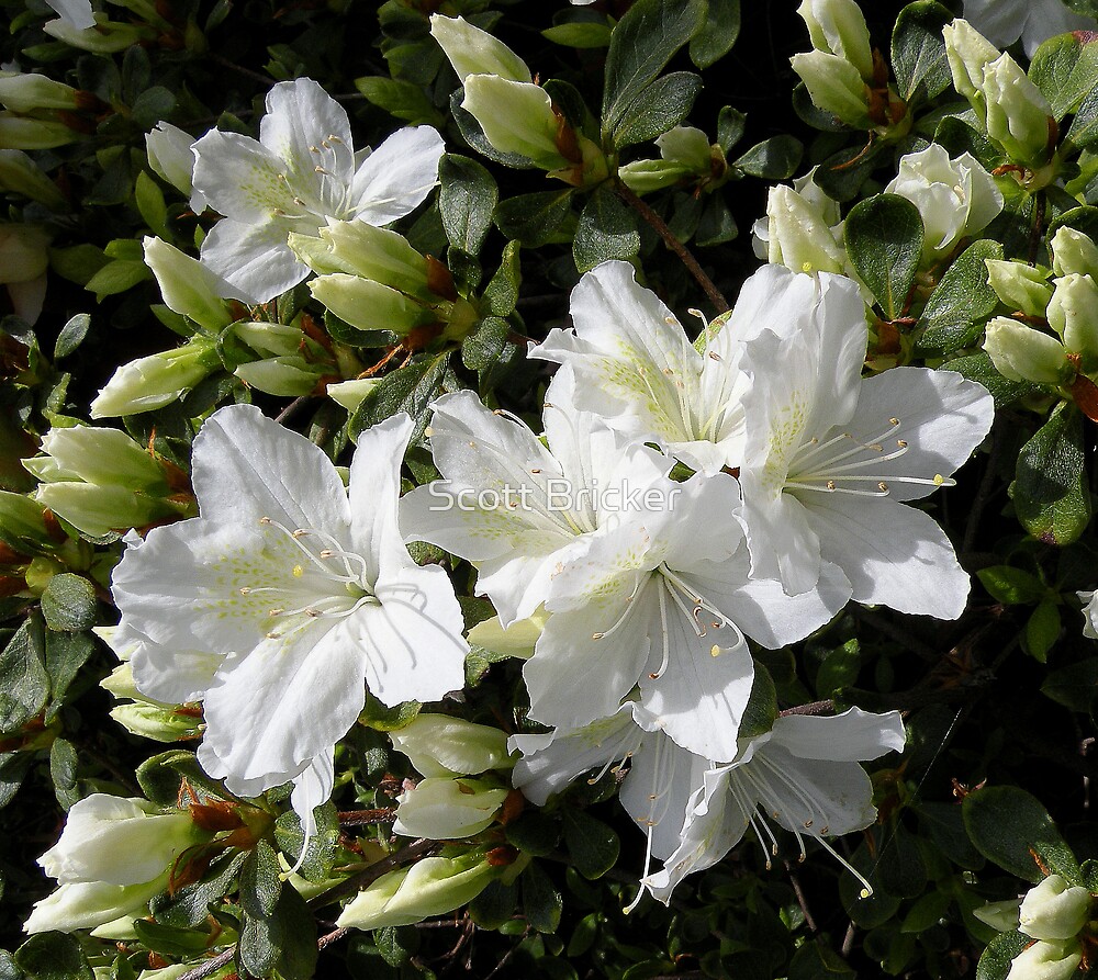 "'Delaware Valley White Azalea Blooms'" by Scott Bricker | Redbubble