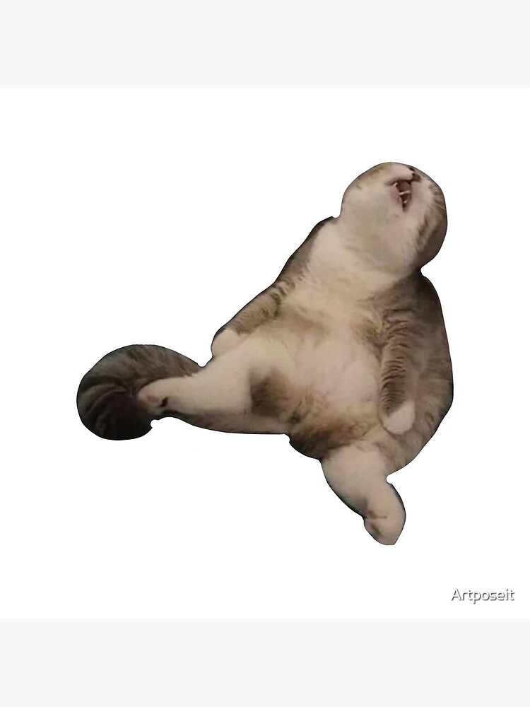 Gato Desmayado Funny Electric Shock Cat Meme Compilation