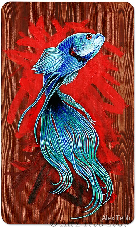 "Blue Fighting Fish" by Alex Tebb | Redbubble