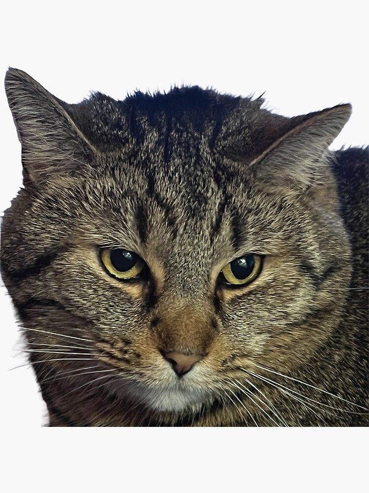 "Funny Cat Expression" Sticker for Sale by LoScho | Redbubble