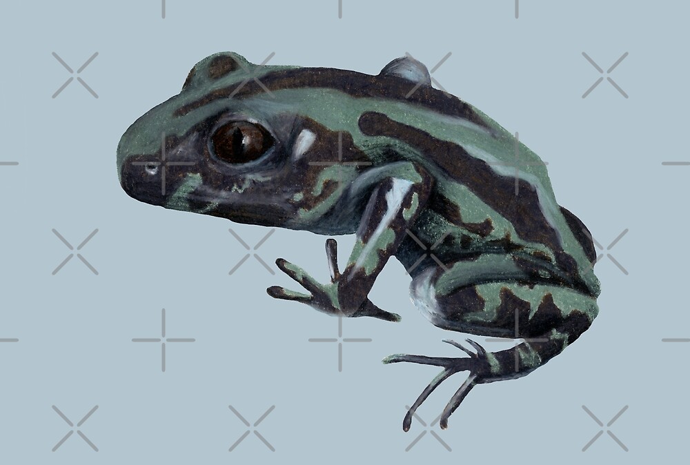 "Senegal Running Frog :: Reptiles and Amphibians" by Platinumfrog ...