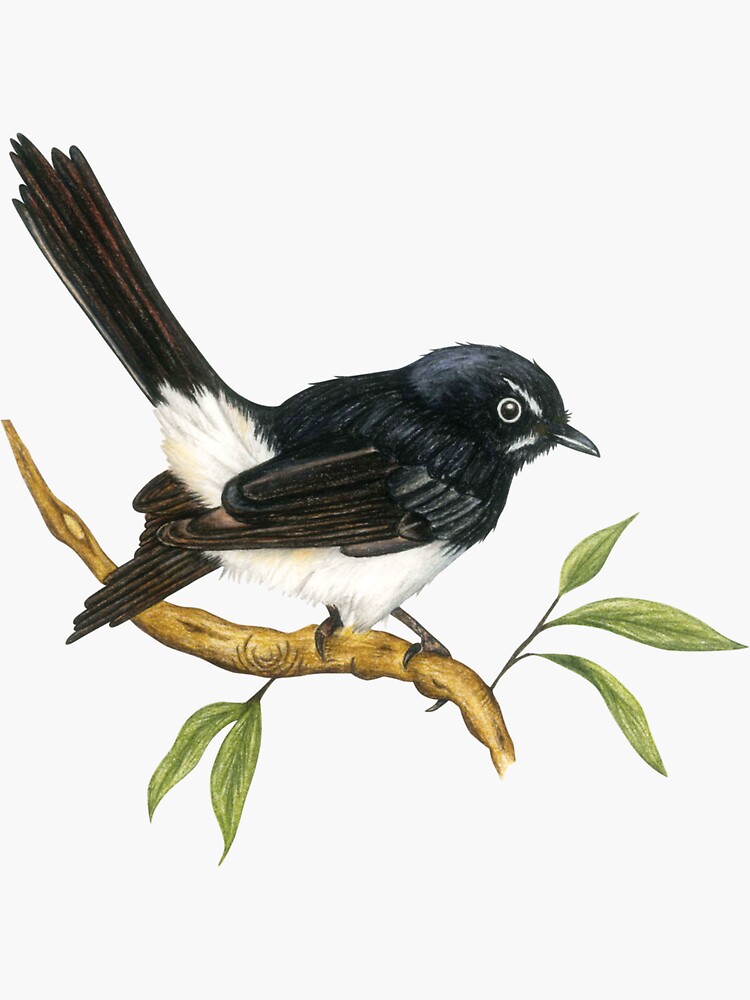 "Willy Wagtail " Sticker for Sale by SERCUL | Redbubble