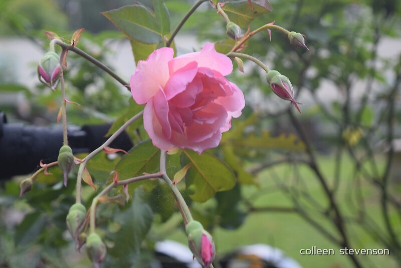 "Rose Bush" by colleen stevenson | Redbubble