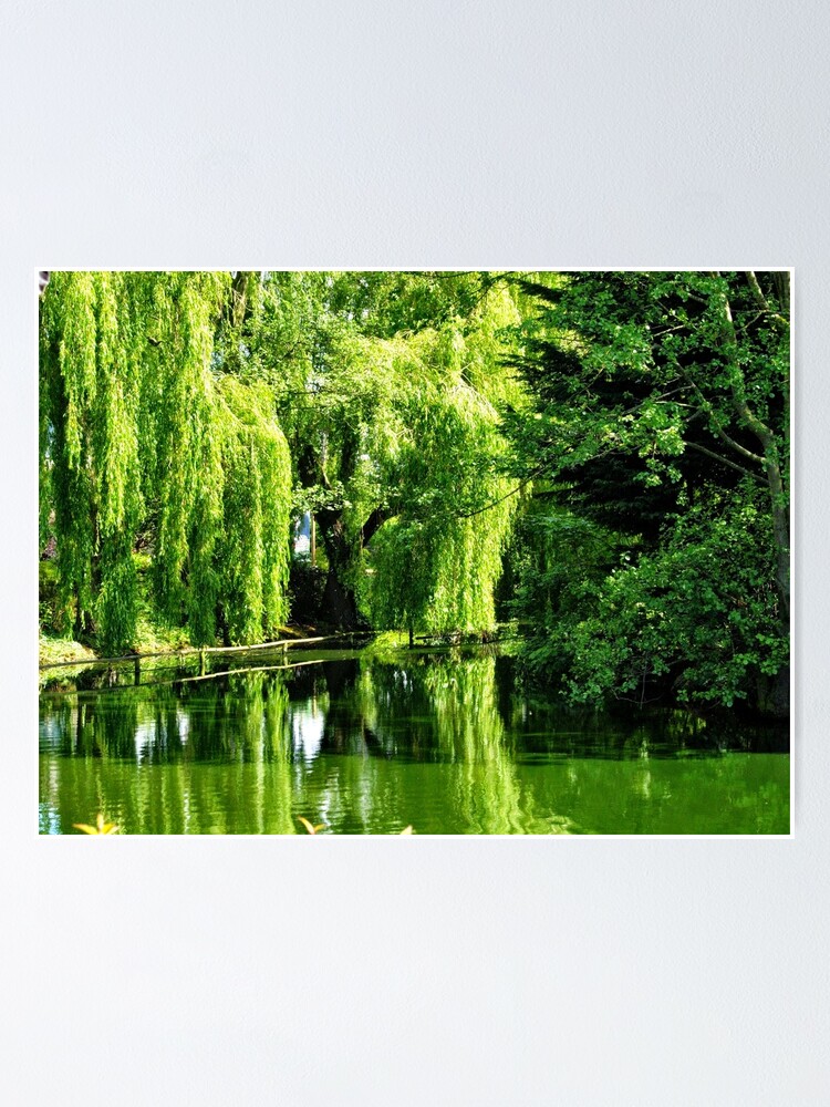"Willow tree" Poster by CarolineArts | Redbubble