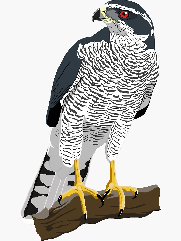 "Northern Goshawk" Sticker for Sale by BennuBirdy | Redbubble