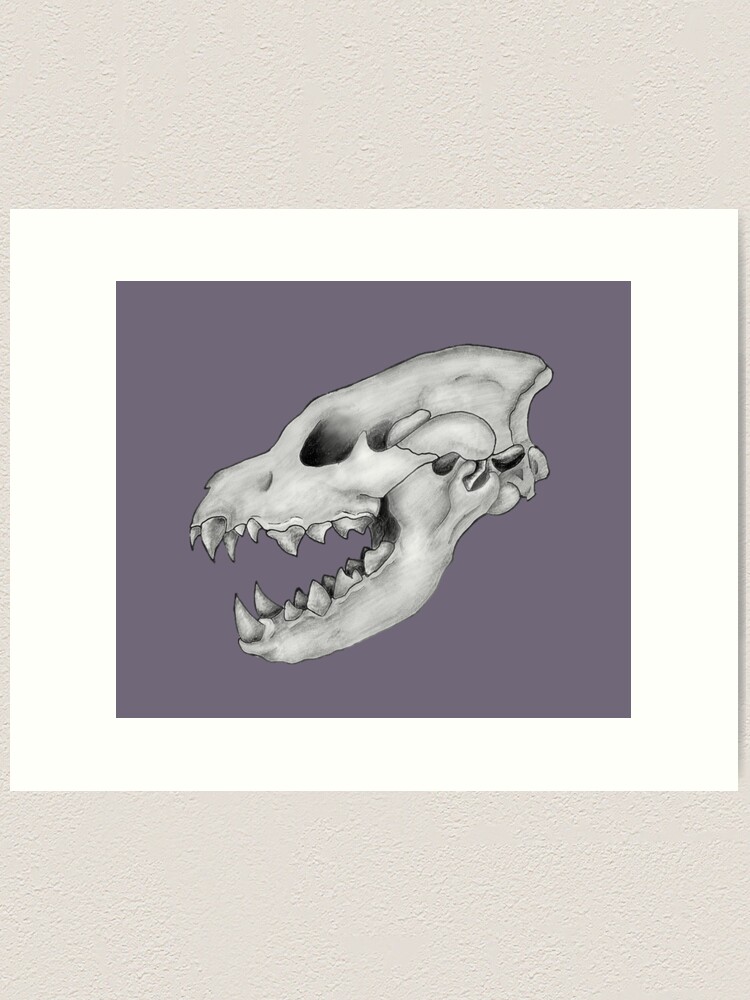 Hyena Skull Front