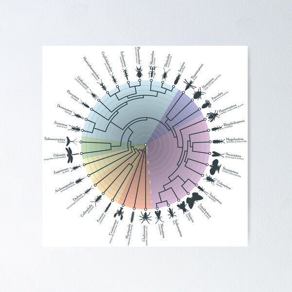 Phylogenetic Tree Of Life Poster