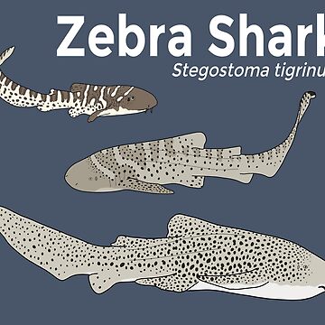 "Zebra Shark Life Stages" Sticker for Sale by taylorrowan | Redbubble