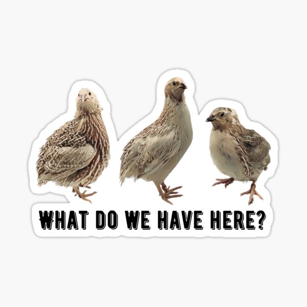 "Quail, quail, quail... what do we have here?" Sticker for Sale by ...